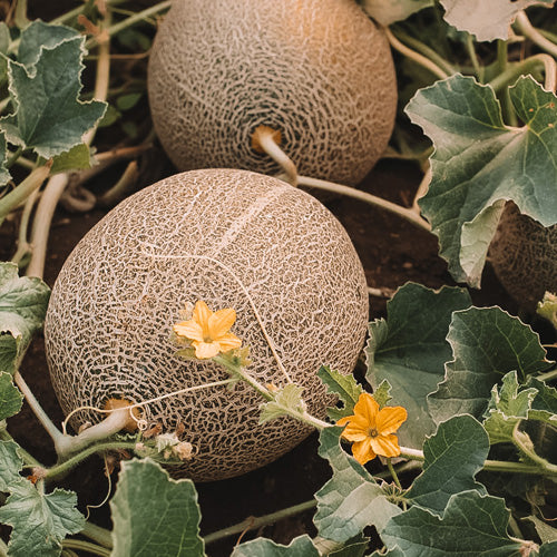 HOW TO GROW ROCKMELON | NZ – GARDEN HOUSE